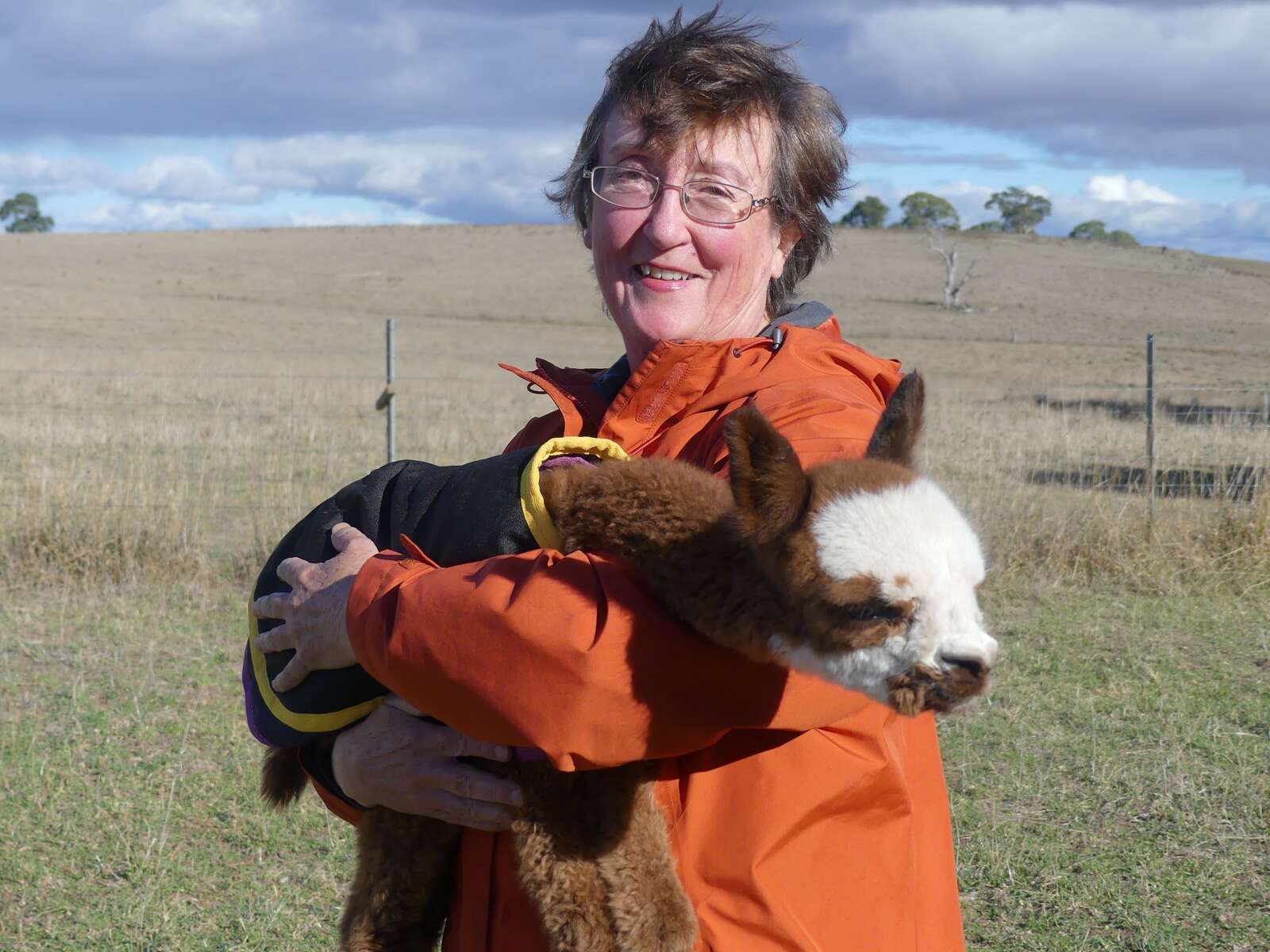 No llama drama, as Australian alpacas pack a punch | Dairy News Australia