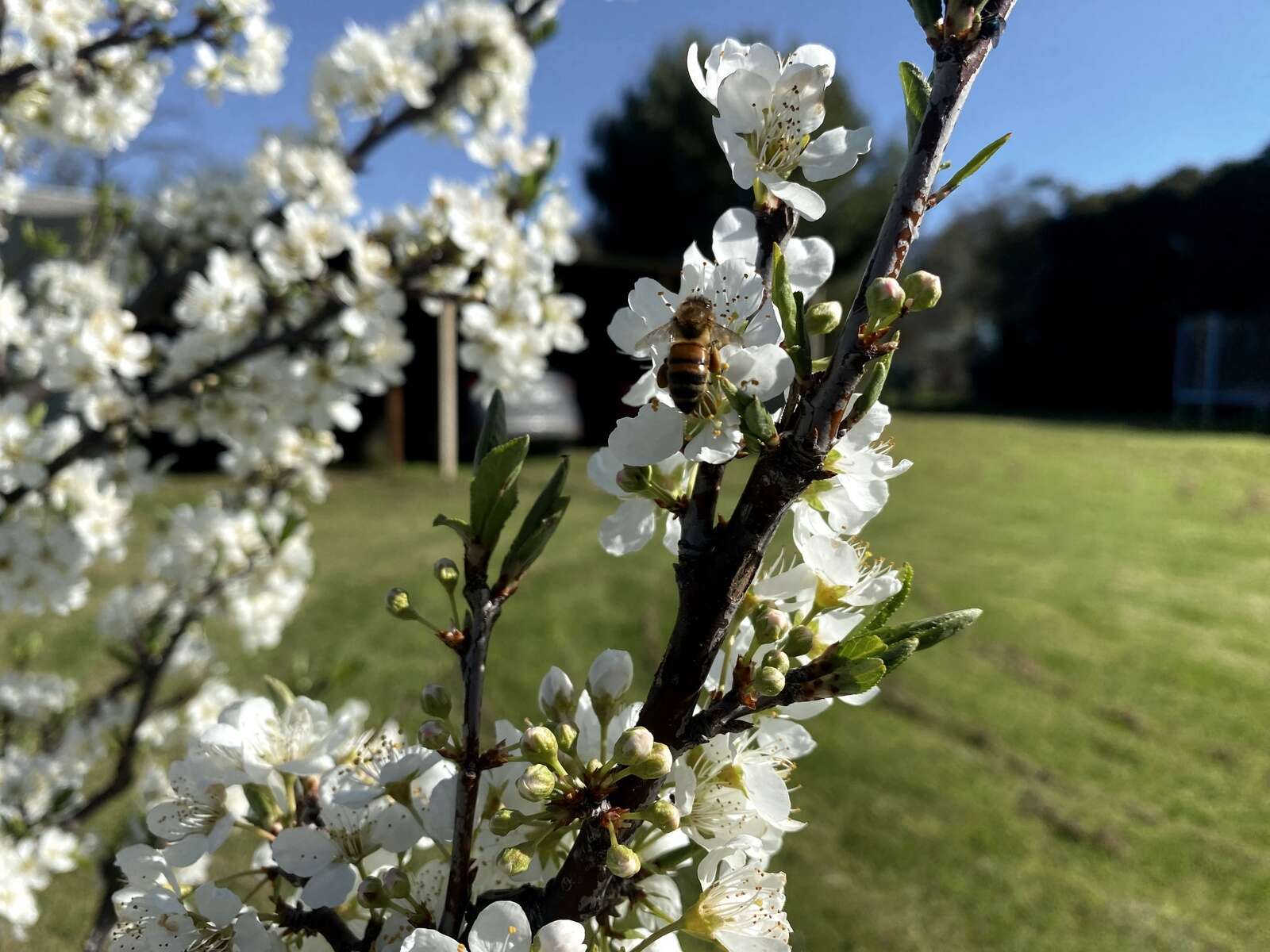 Monday weather | Shepparton forecast | Shepparton News