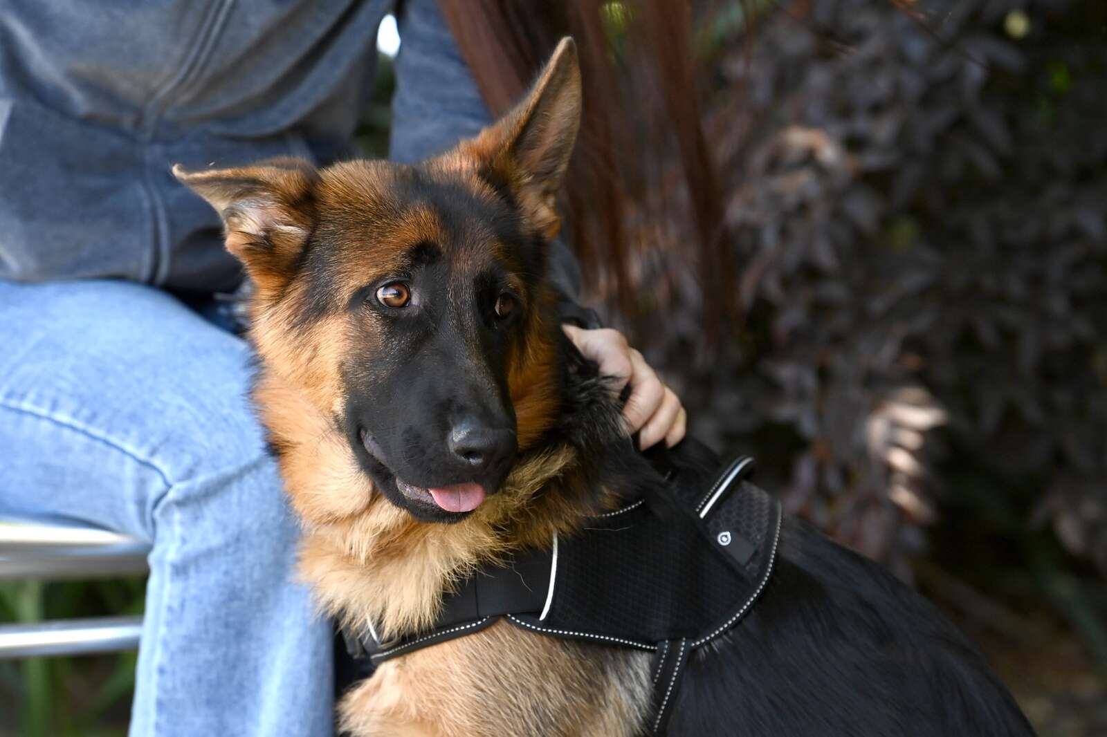 Doug digs for gold and gets a happy home | Shepparton News