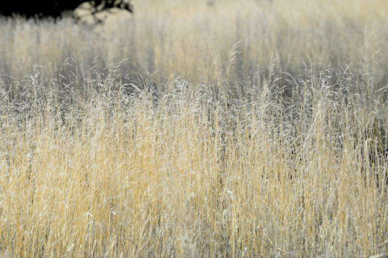 Money for native growth | Shepparton News