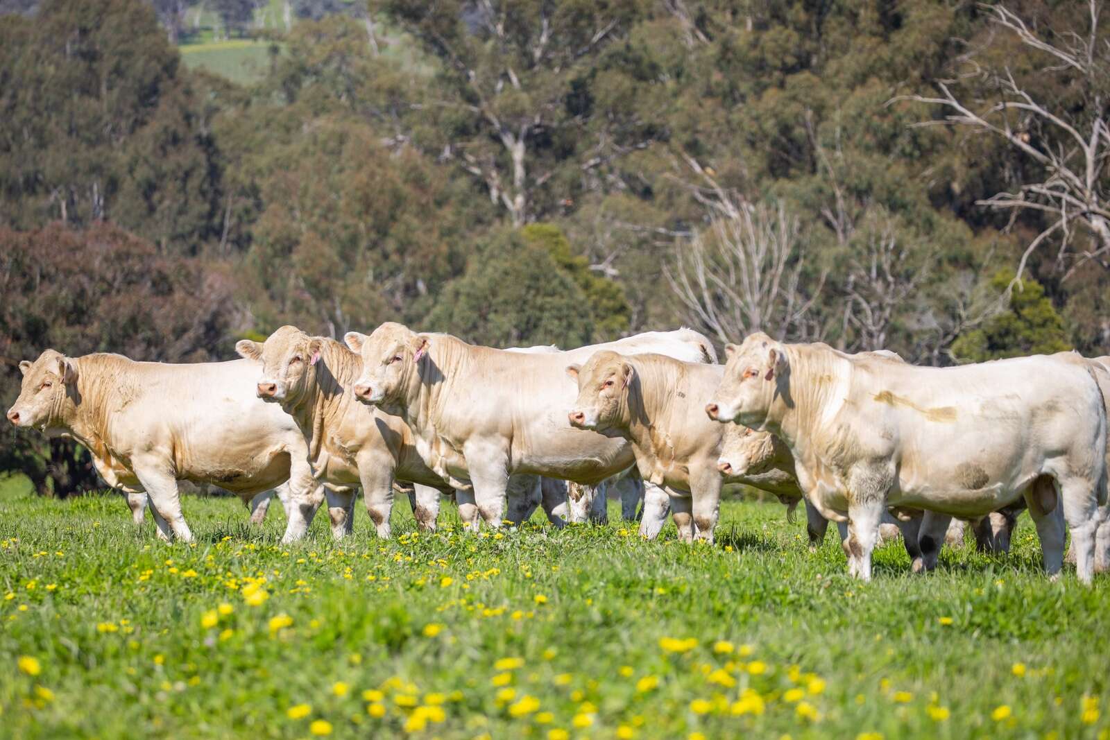 ‘Doughy’ bulls produce calm stock | Shepparton News