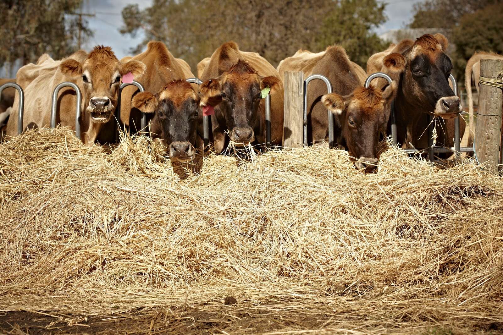 Preparing for spring and summer | Dairy News Australia