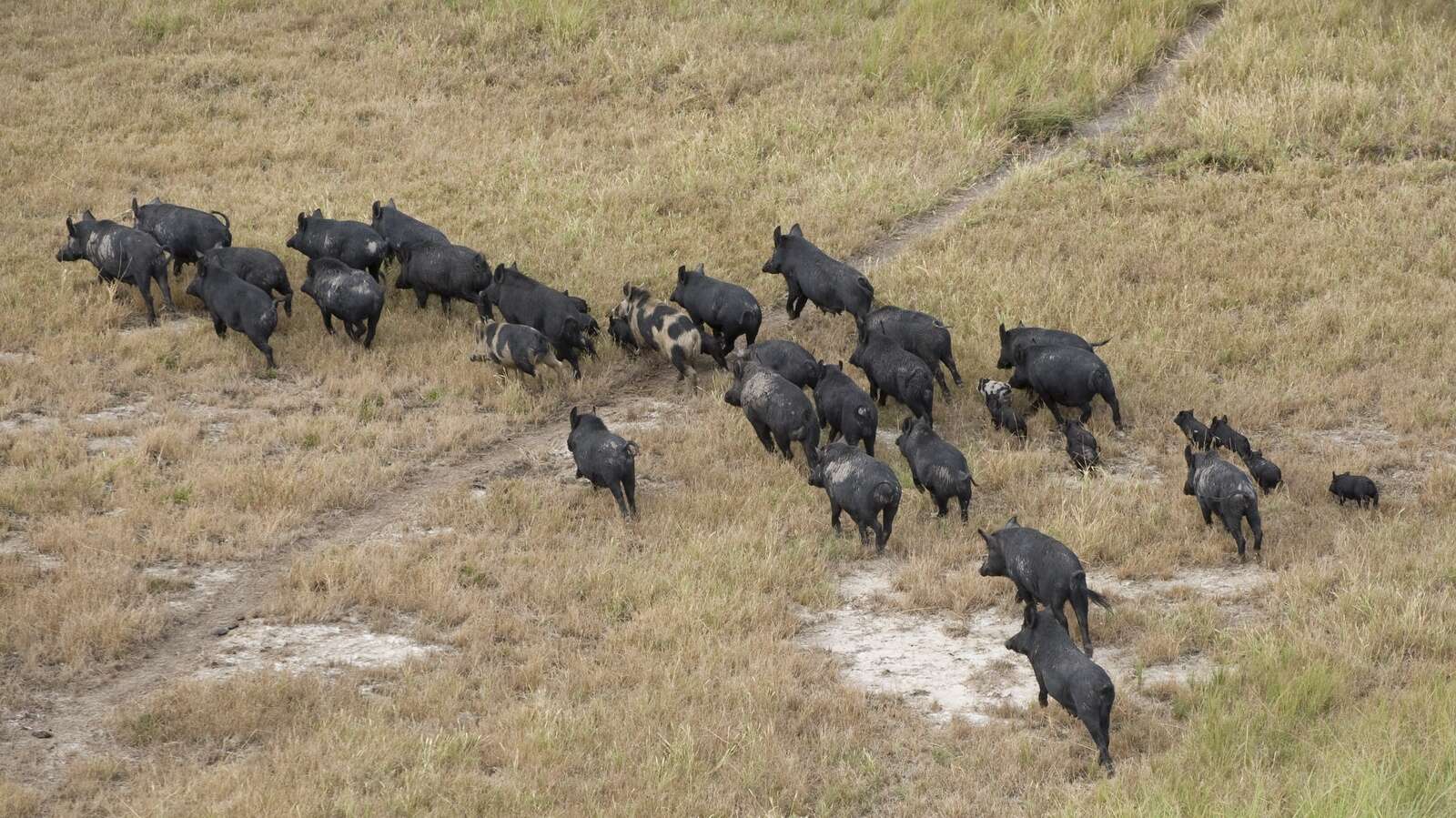 Workshop, survey to address feral pig numbers | Shepparton News