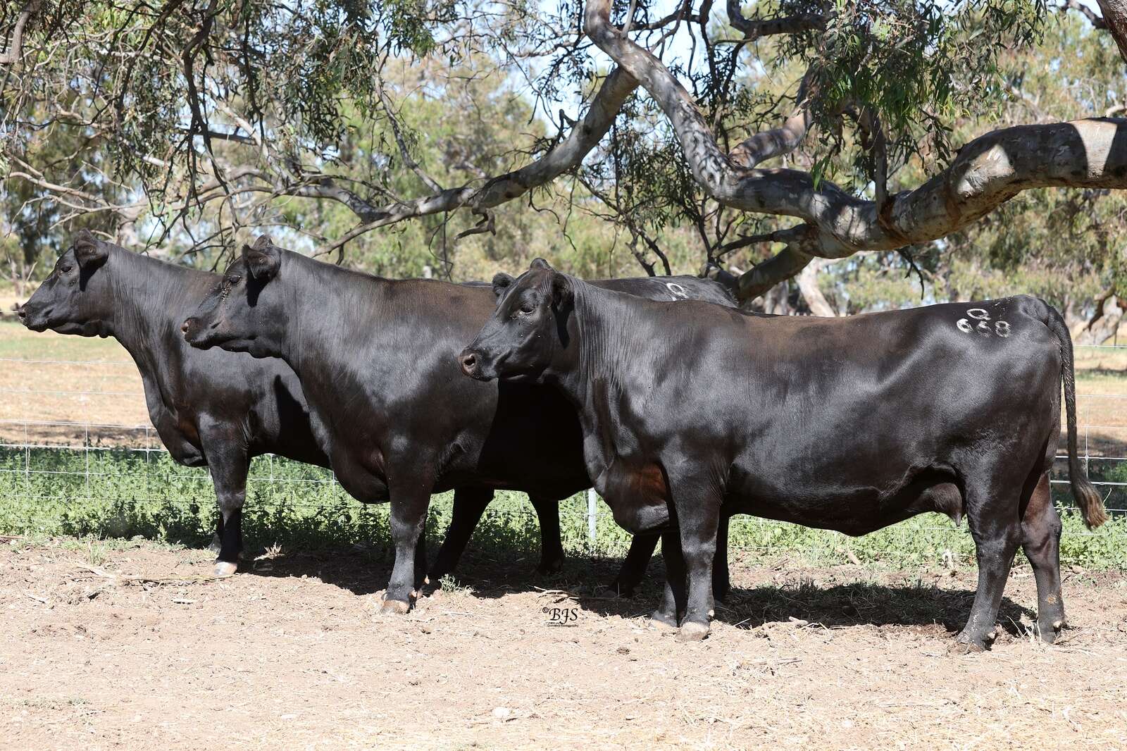 Angus selected from cream of the crop | Cobram Courier