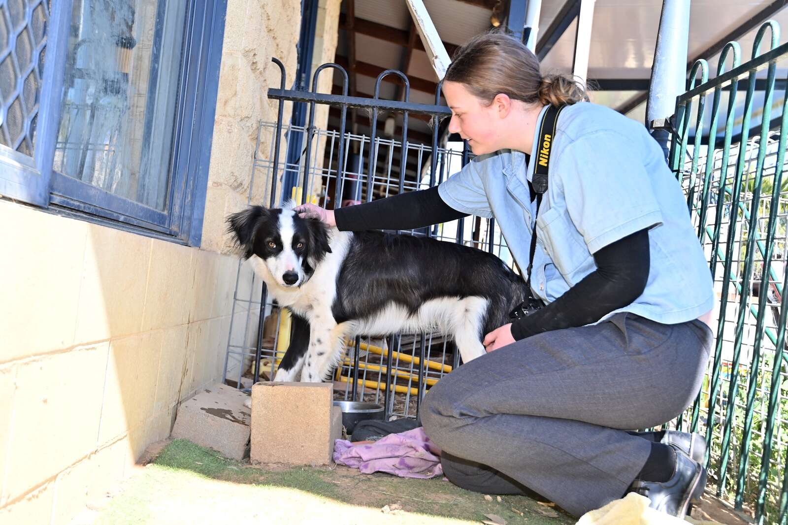 Pet Page | Meet Kylo | Shepparton News