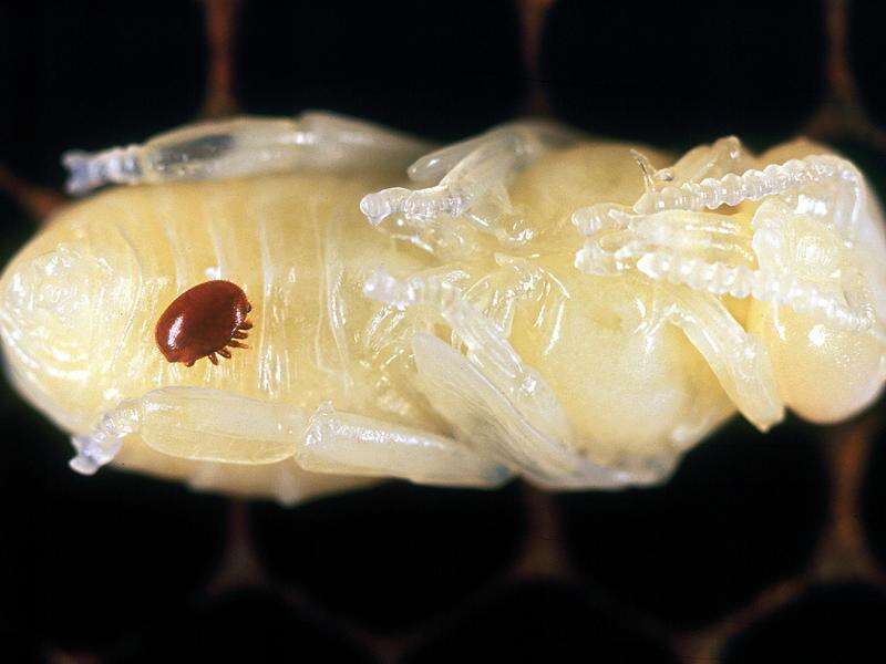 'Better preparation' needed for bee mite | Kyabram Free Press