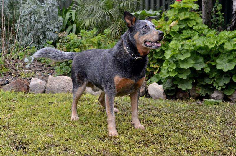 A dog with a very important job | Country News