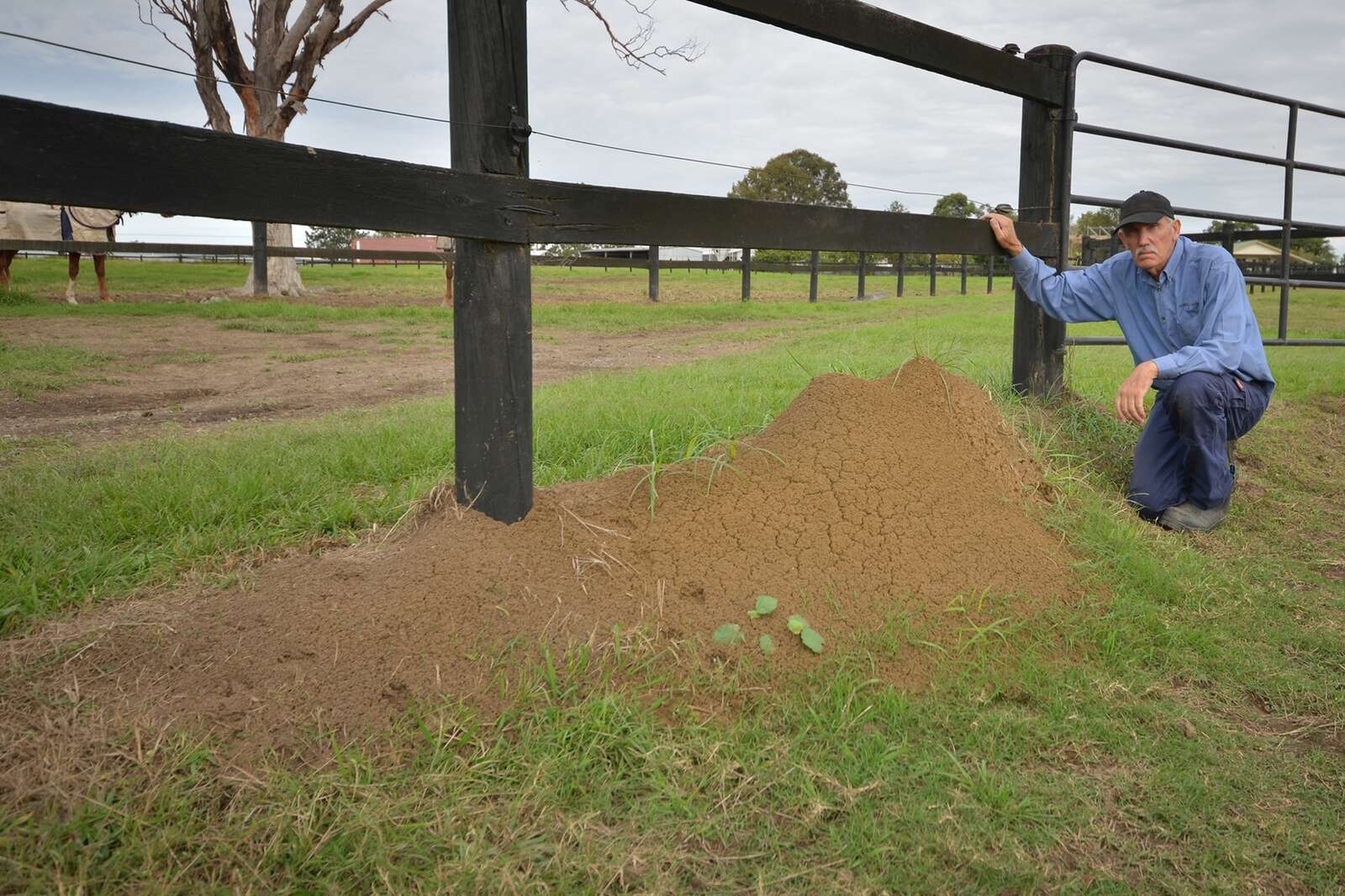 Fire ants infest Queensland properties | Shepparton News