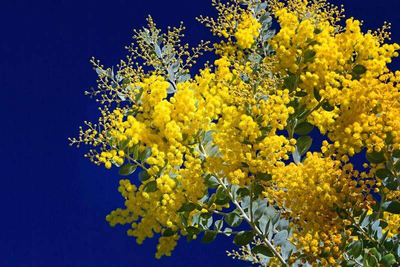 An ode to wattle: the perfect winter blossom | Shepparton News
