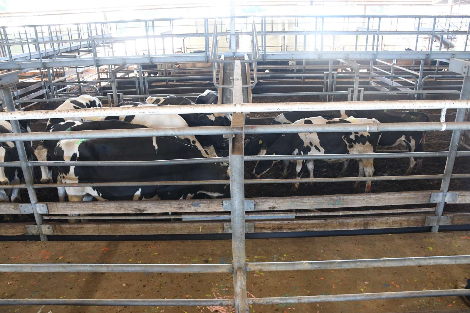 Monster steers sold at Shepparton saleyards | Country News