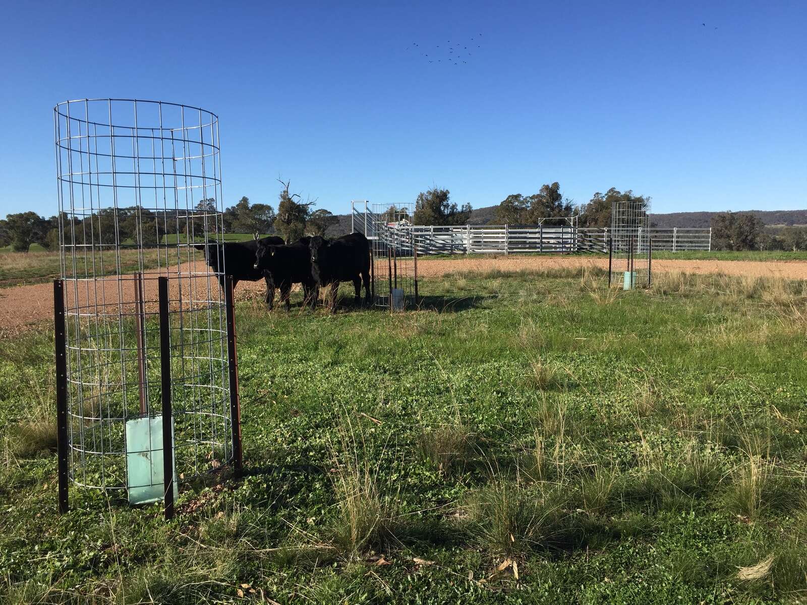 Free paddock tree guards up for grabs | Benalla Ensign