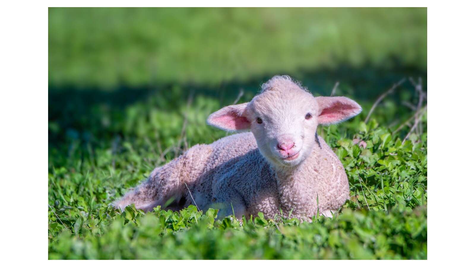 World first lamb product developed | Country News
