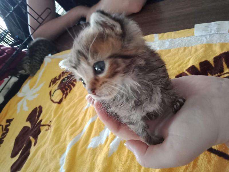 My Pet: Taz the cat has beaten the odds | Shepparton News