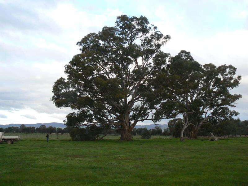 Landowners reminded to protect valuable paddock trees when burning ...