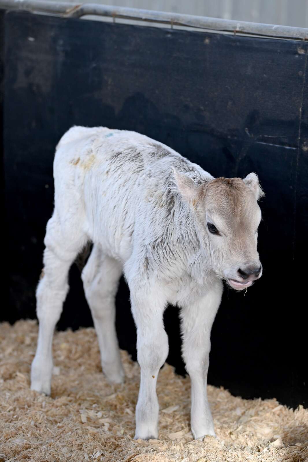 Probiotic powder gets a boost | Dairy News Australia