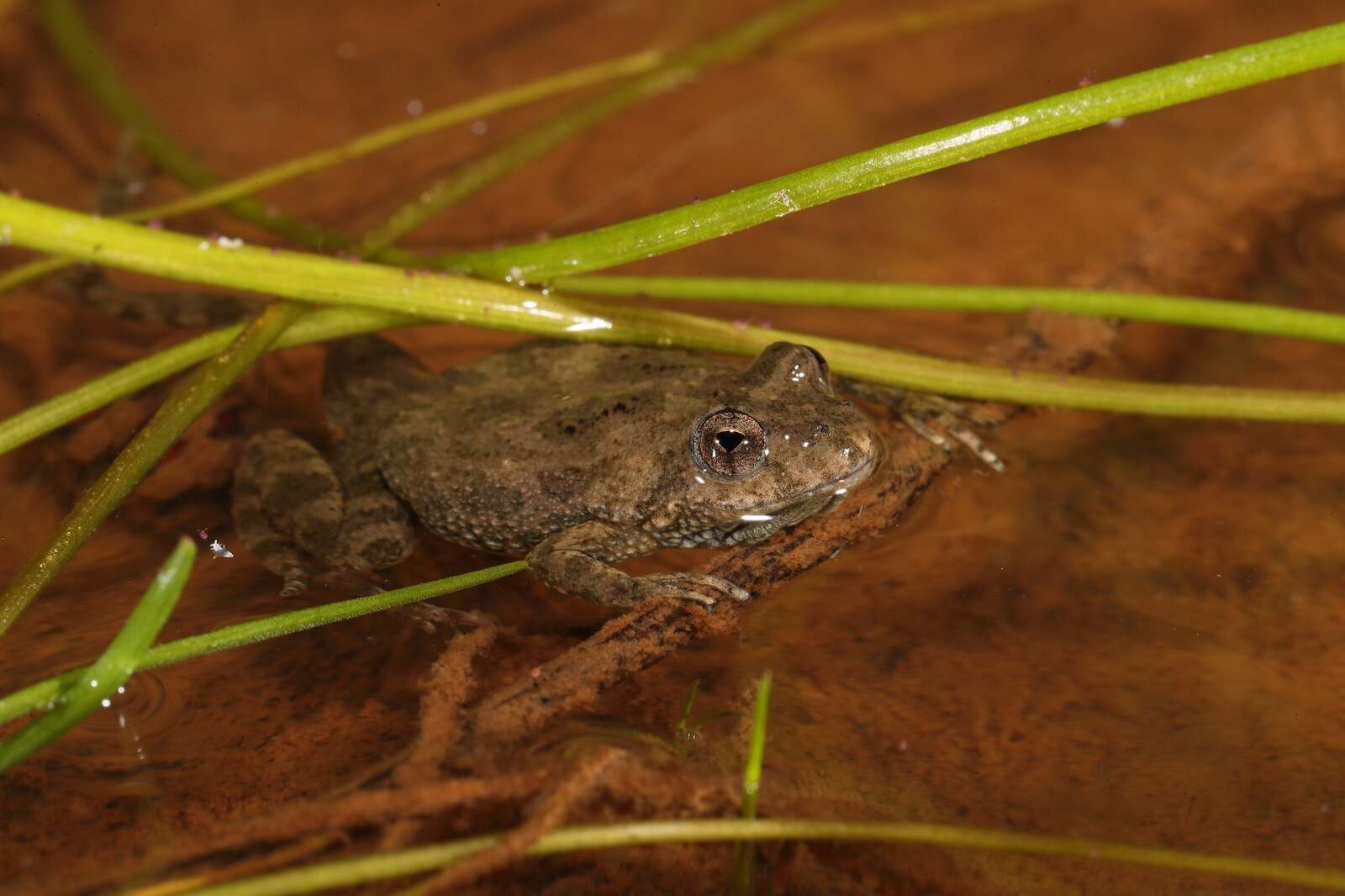 Give tiny frog a fighting chance | Country News