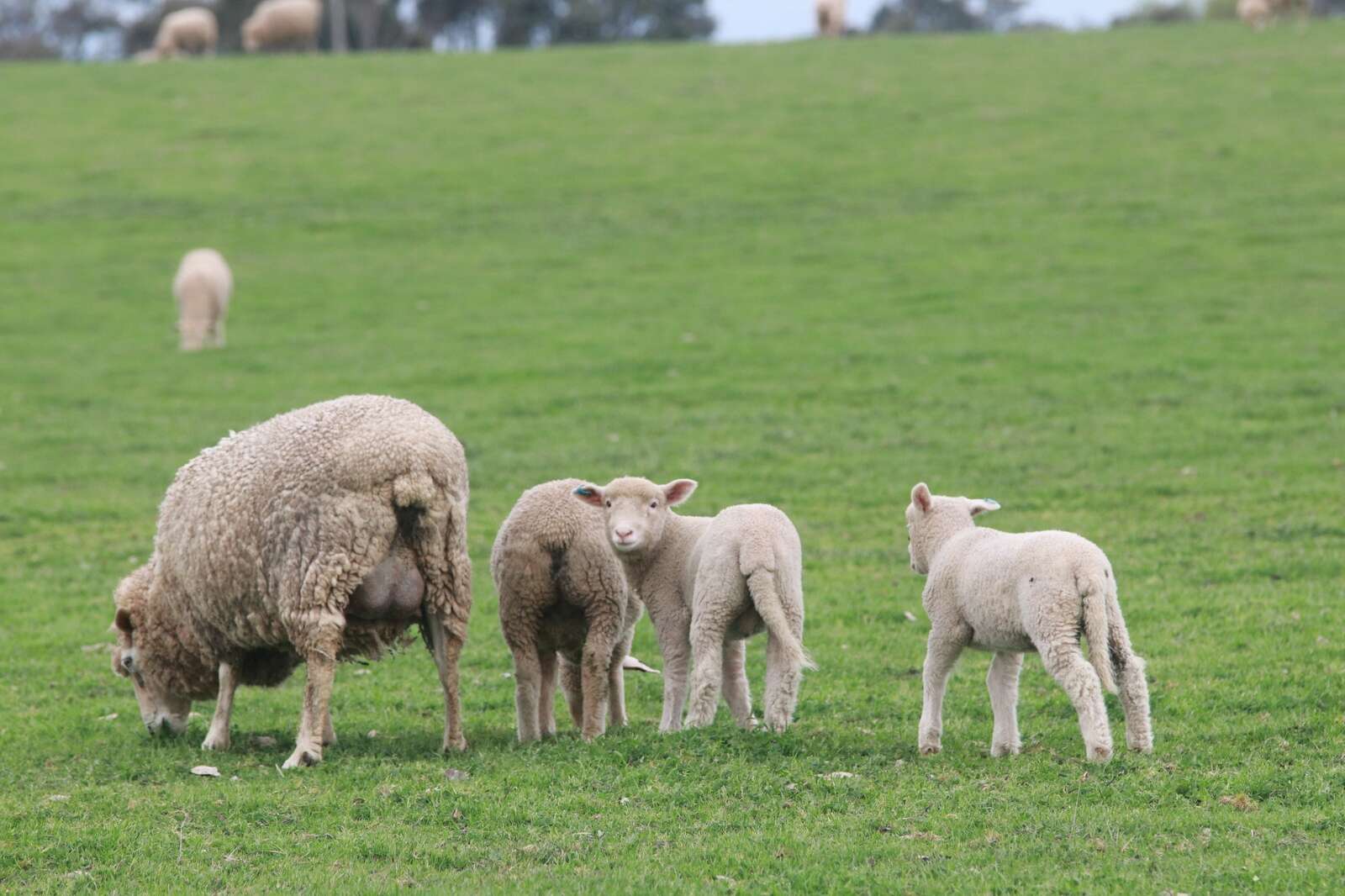 Beef and sheep shows hit the road | Shepparton News
