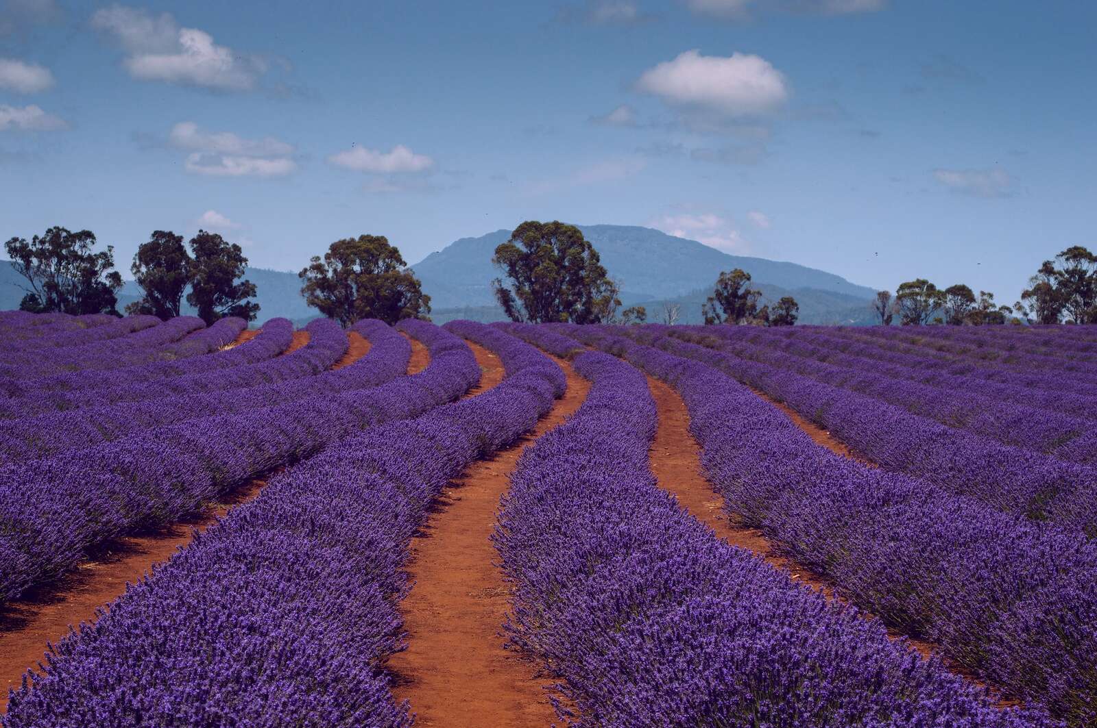 Don’t sleep on the potential of lavender | Dairy News Australia