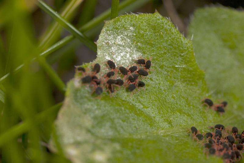 Black day for red-legged earth mite control | Country News