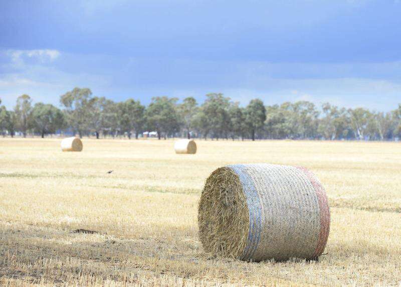 Tips for making quality hay this season | Dairy News Australia