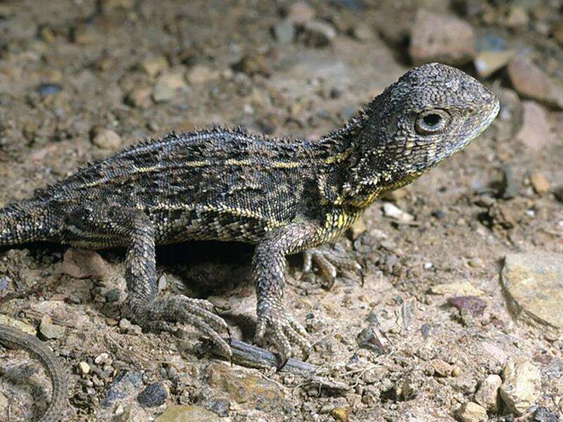 Earless dragon diversity no shield to extinction threat | Kyabram Free ...