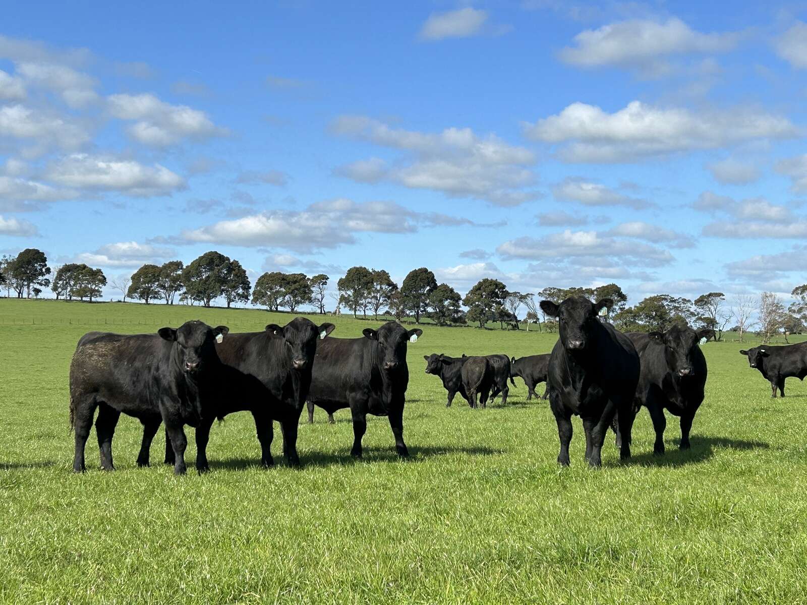 Breeding for profit and efficiency | Corowa Free Press