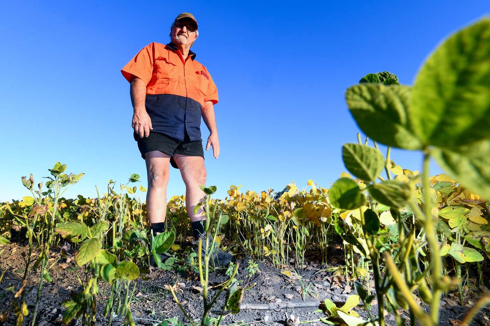 Authorities cop fire over pest response | Dairy News Australia