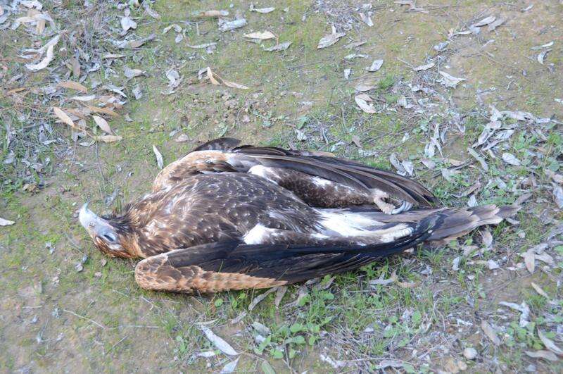Eagle death numbers rise | Shepparton News