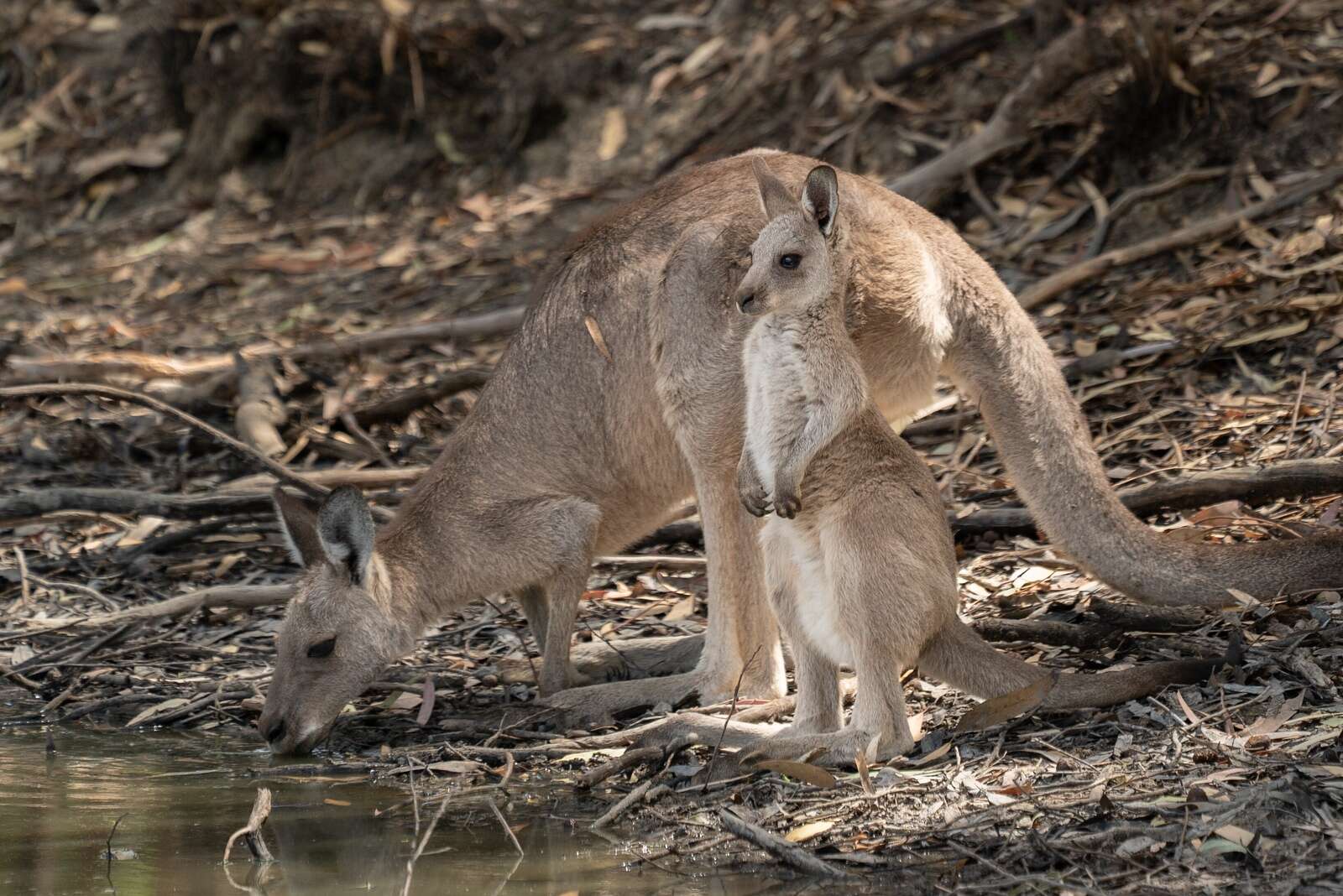 Watch | Jumping for joey joy at Kyabram Fauna Park | Shepparton News