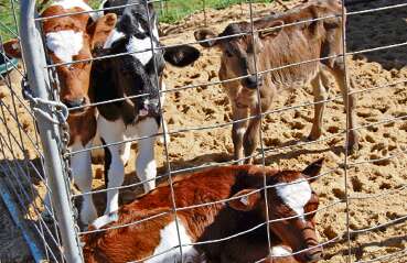 Colostrum key to calf development | Dairy News Australia