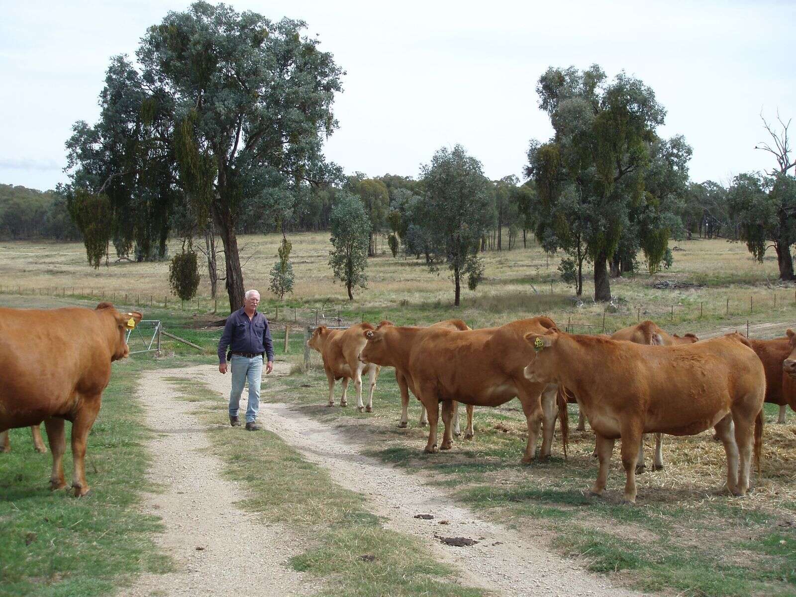 Limousin Victorian on-farm challenge returns | Country News