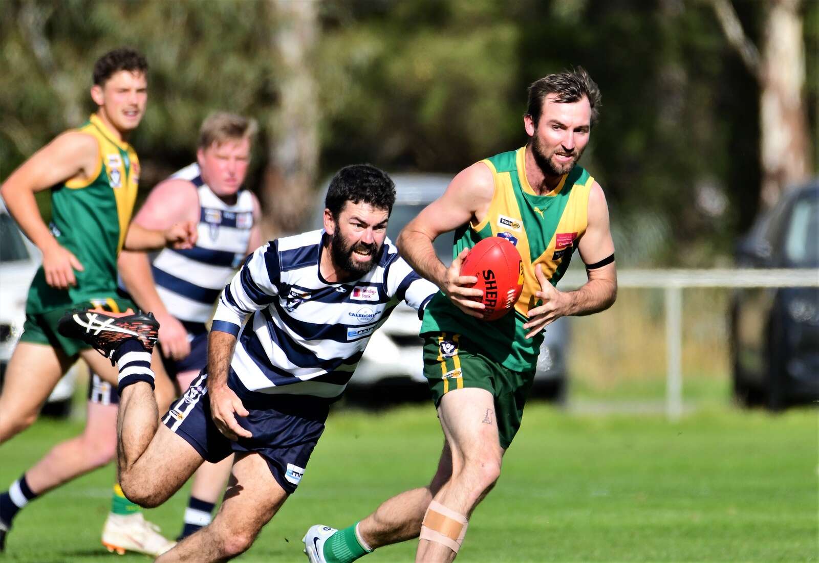 Cats dealt fresh blow in pursuit of back-to-back flags | Country News