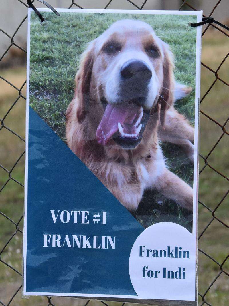 Franklin puts his paw up for Indi | Country News