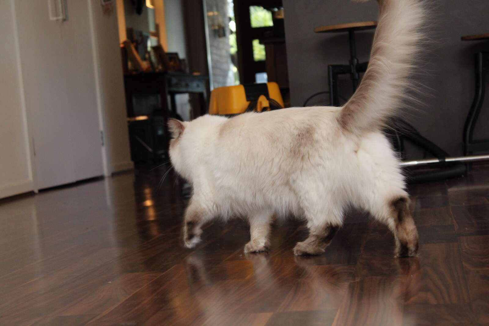 Cat curfew on the cards in Campaspe | Seymour Telegraph