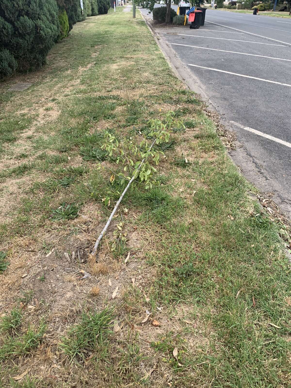 Vandalising street tree incidents soar in Mitchell Shire | Dairy News ...