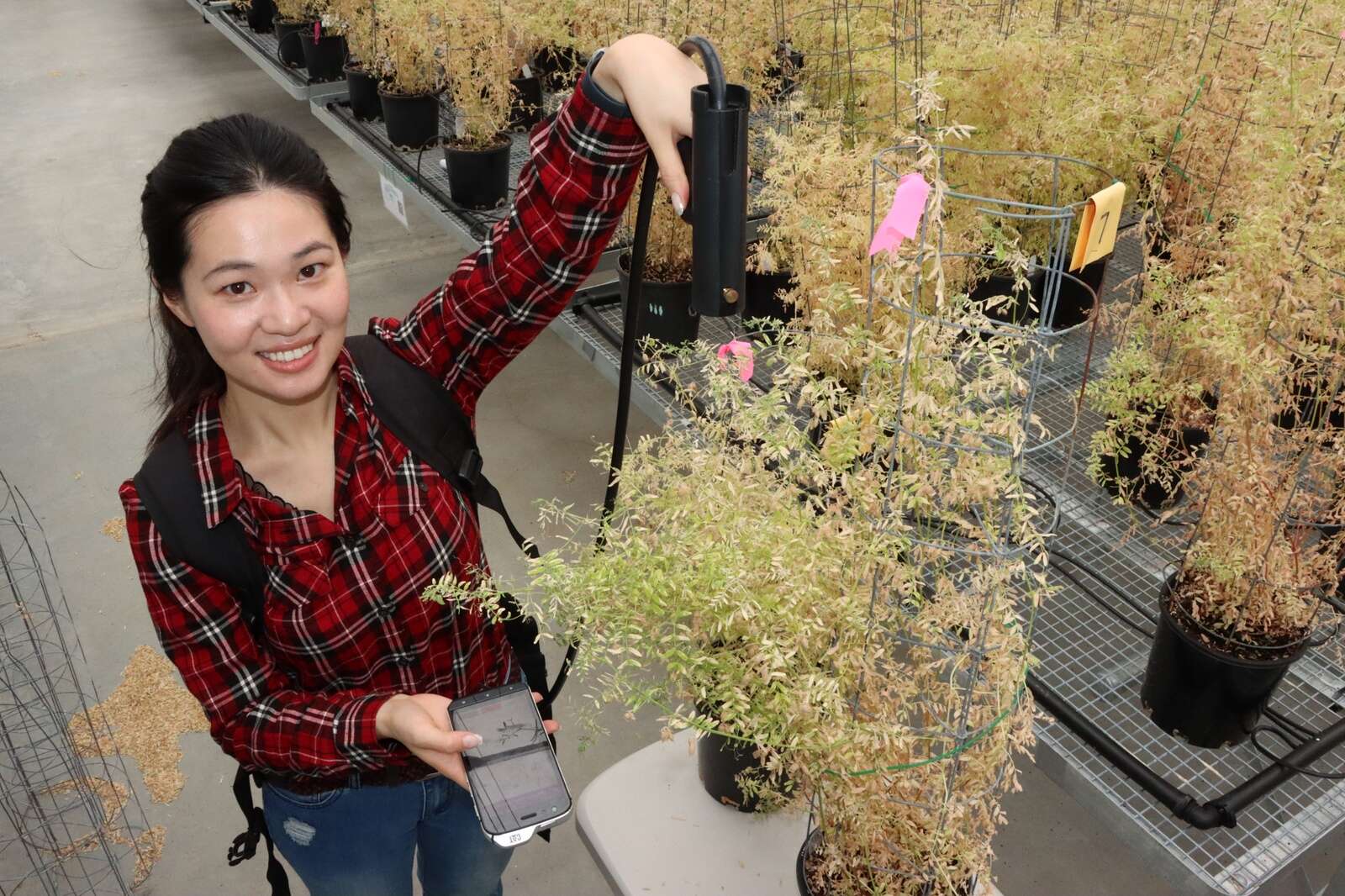 Research adds AI smarts to pulse harvesting | Riverine Herald