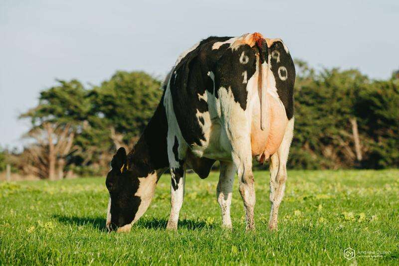 Breeding ‘green’ cows for the future | Dairy News Australia