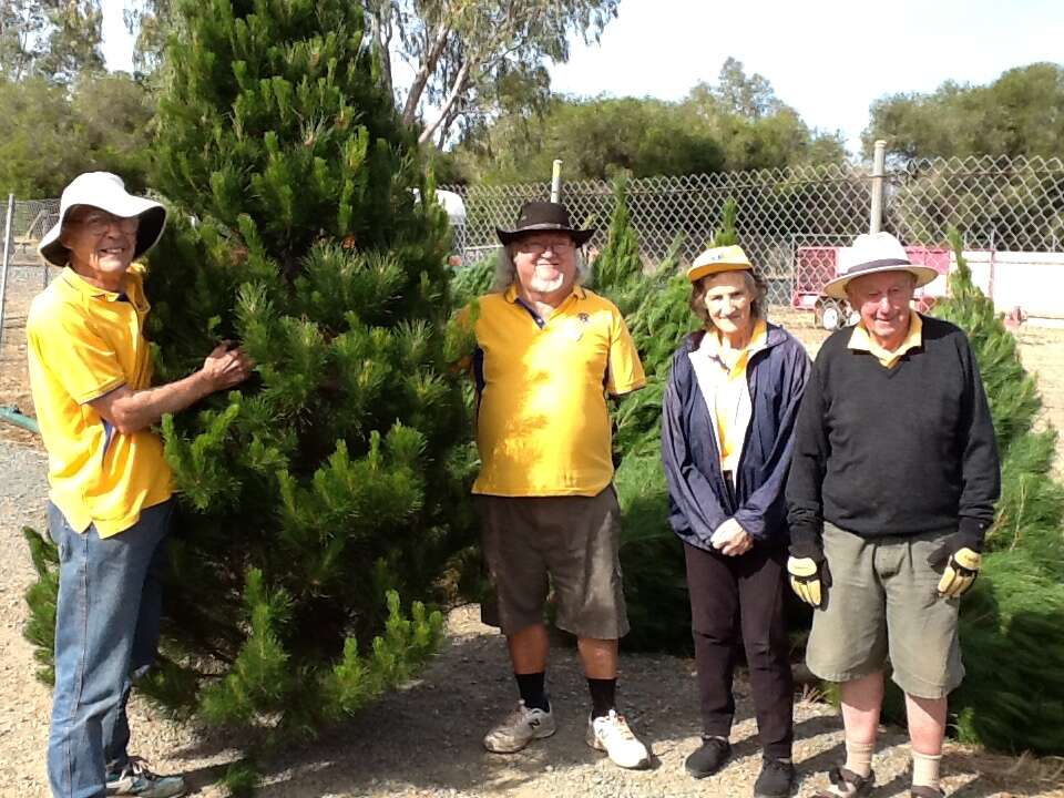 Tree drive set for another year | Shepparton News