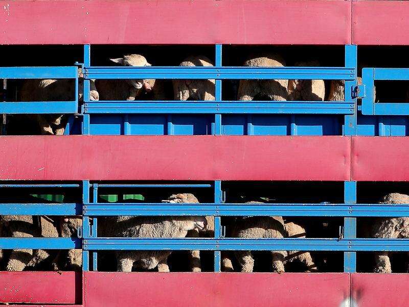 Thousands of sheep, cattle on ship remain in limbo | Cobram Courier