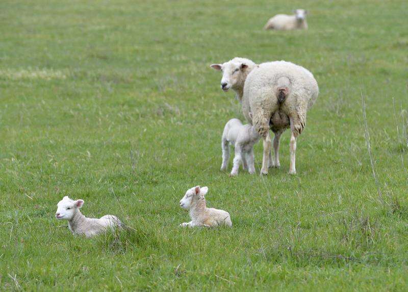 New report shows impact of research and development on sheep ...