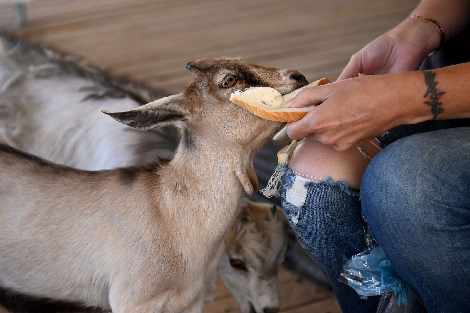 These pets are the GOAT | Seymour Telegraph