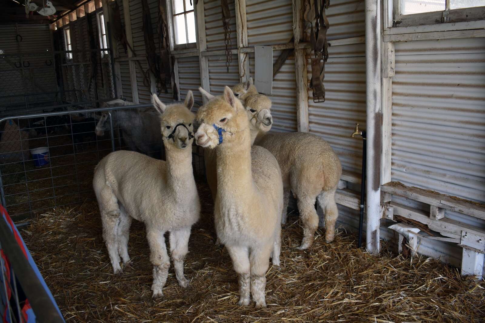 Show keeps country traditions alive | Shepparton News