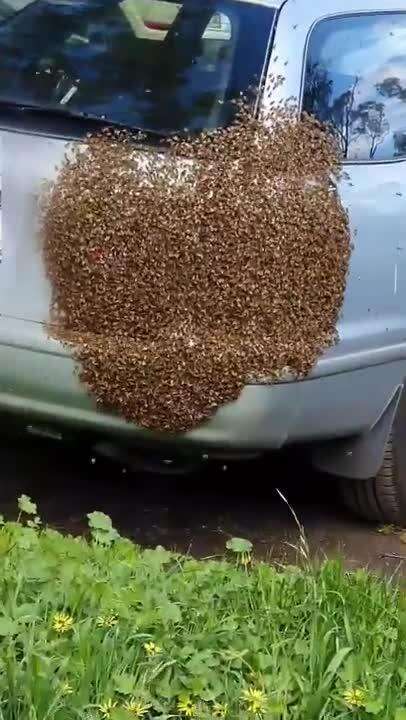 VIDEO: Bees swarm car in Shepparton | Shepparton News