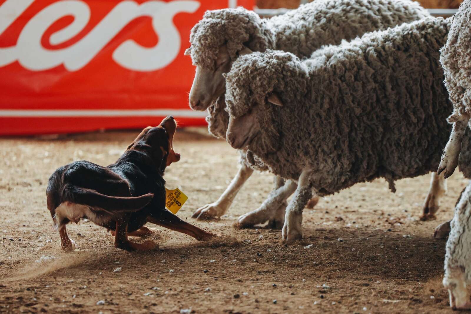 Strong demand at Jerilderie dog auction | Country News