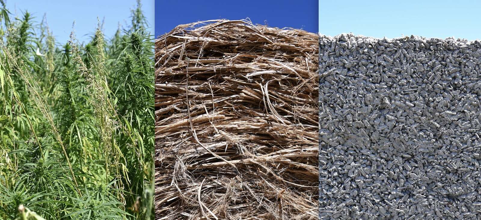 Hemp industry red tape cut | Seymour Telegraph