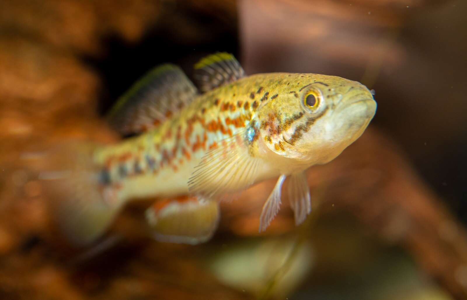 ‘Zombie Fish’ are making waves with big comeback | Shepparton News