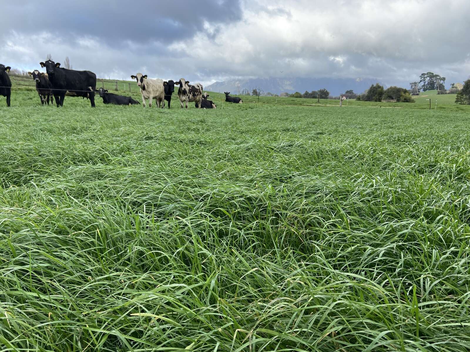 Success with new pastures | Country News