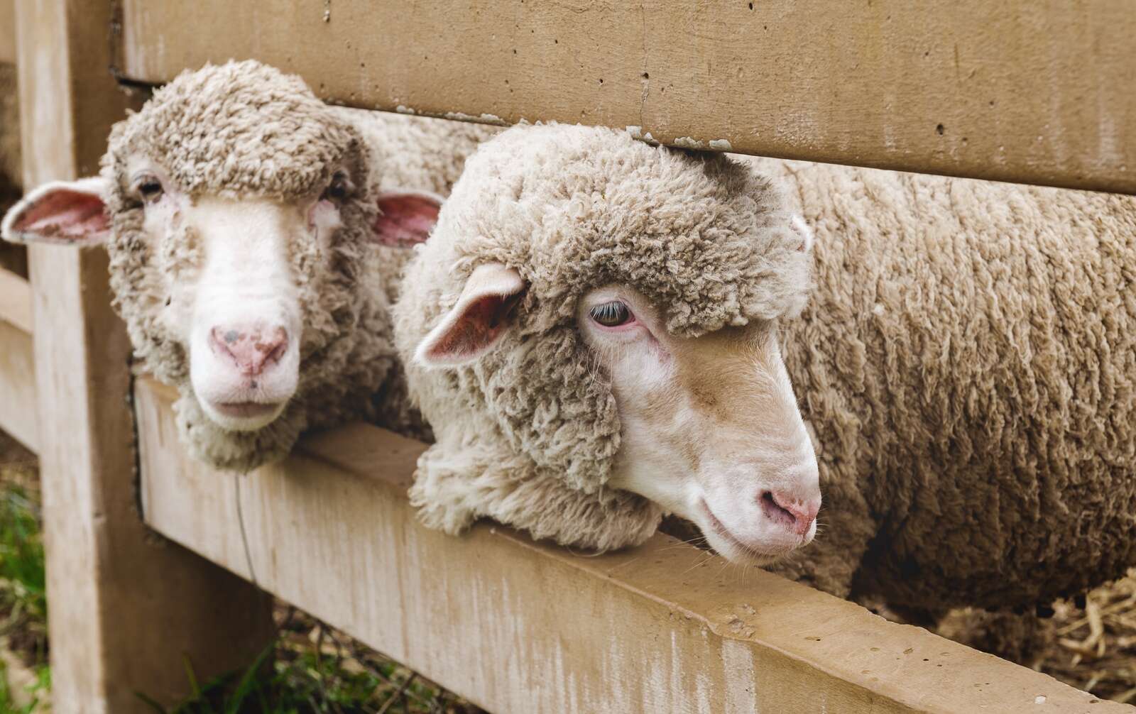 Showcase of sheep and fleece champions | Southern Riverina News