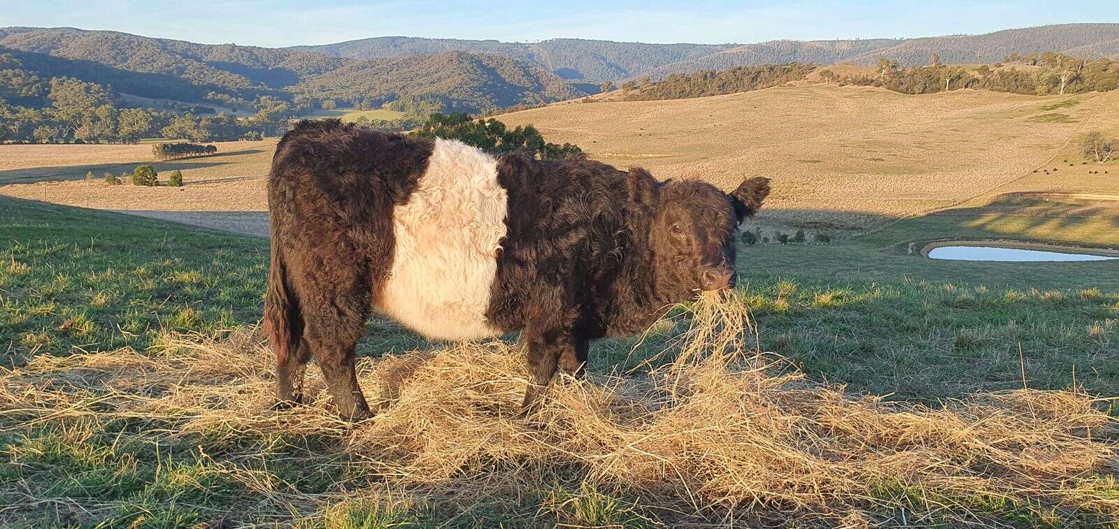 The beautiful ‘beltie’ | Country News