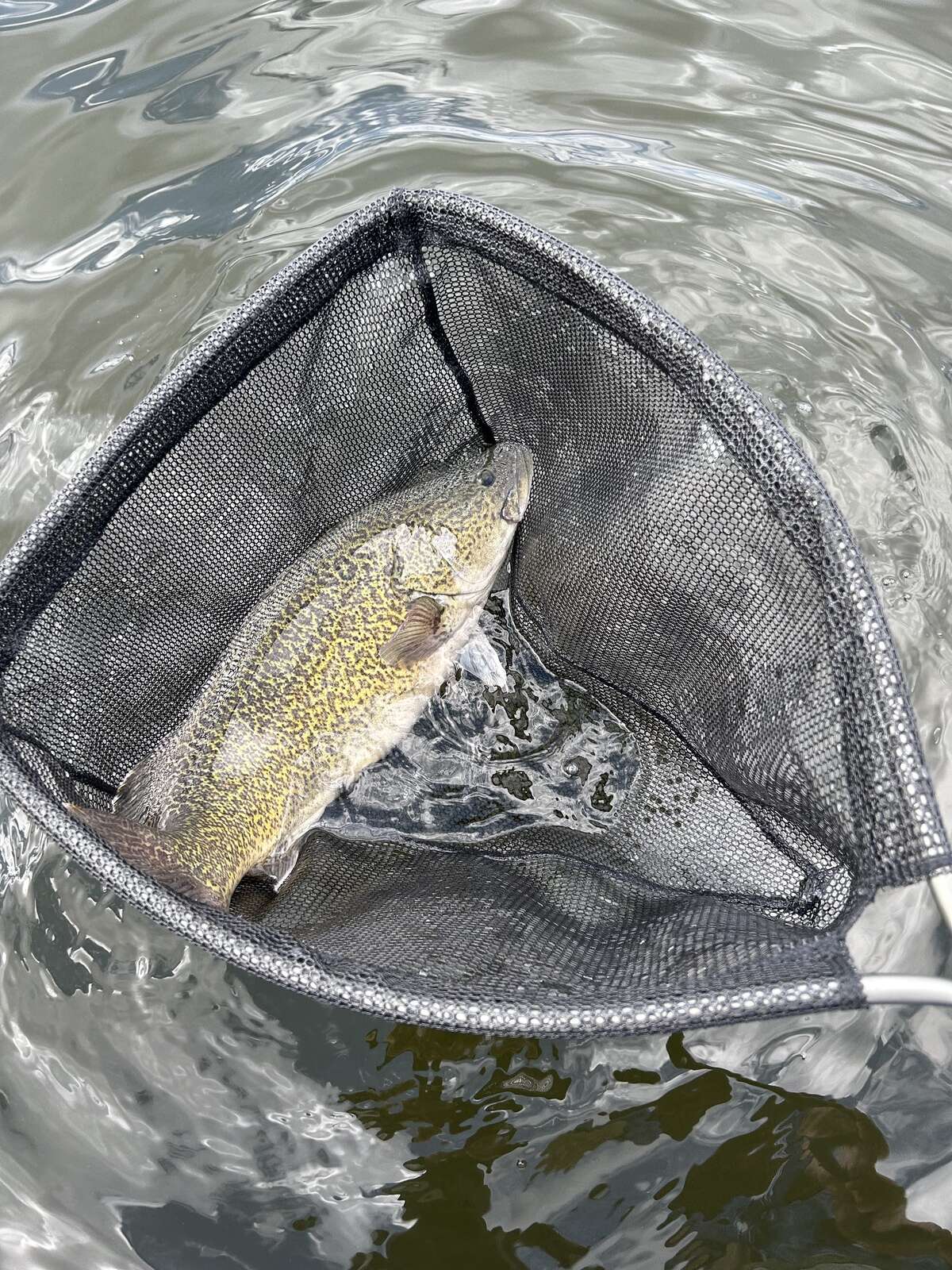 Reel Life | Catch cod now at Lake Eildon! | Shepparton News